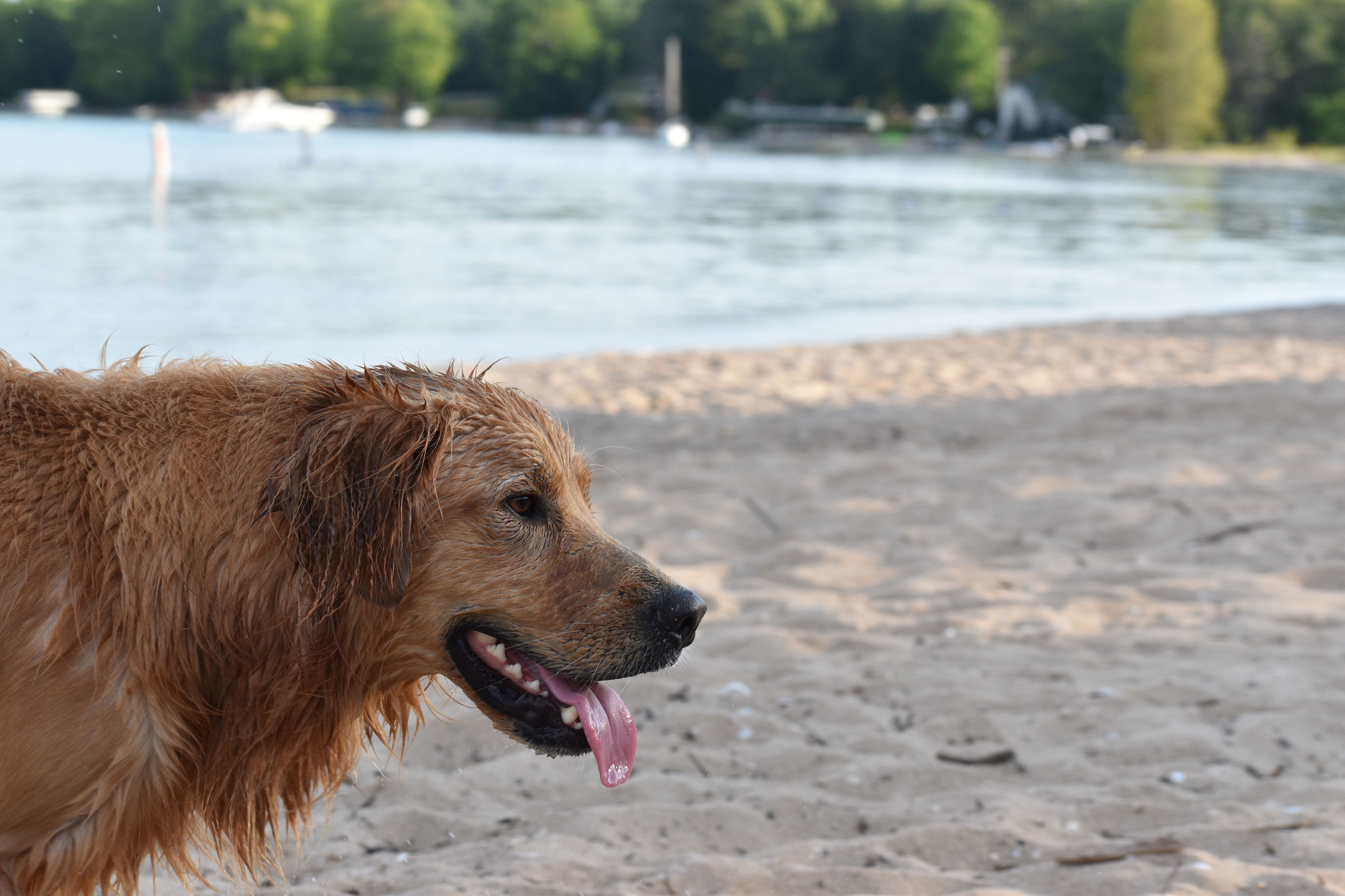 Creating Happiness: A Guide to Making Your Dog Happy – Archie's Dog Co.