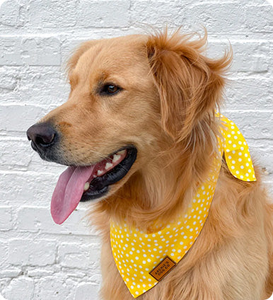 Archie's Dog Co. - Premium Dog Treats, Apparel, Bandanas, and Gifts